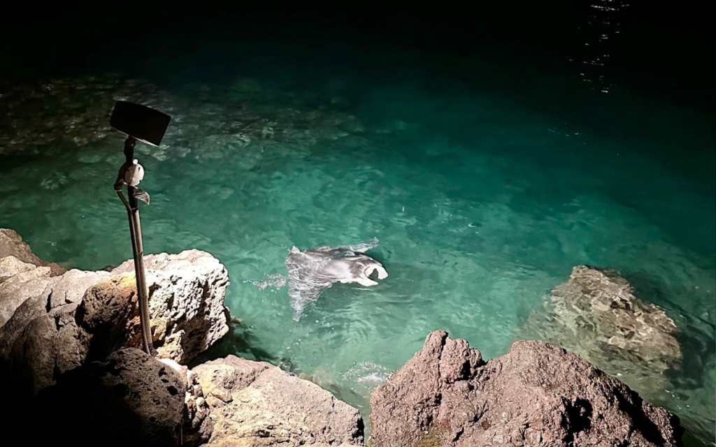 Manta Rays on the Big Island: Snorkel Tours + How to See Them without ...